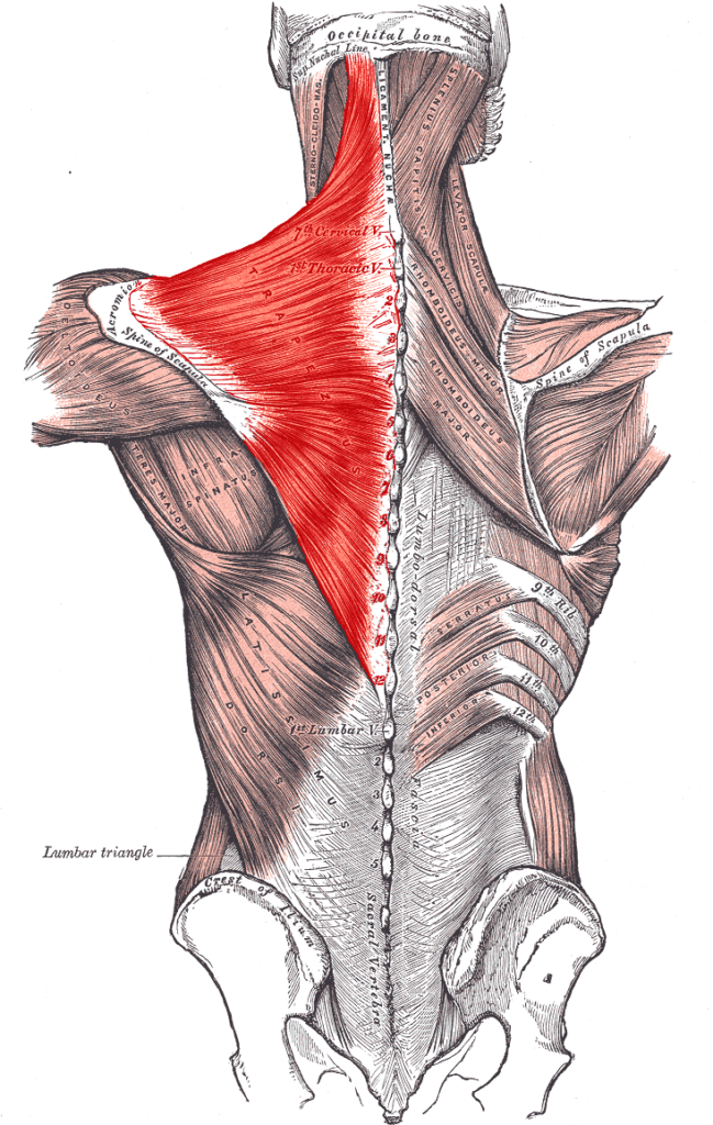 Stretch for Upper Trapezius - Dr. Natasha Hayden - Montreal Chiropractor