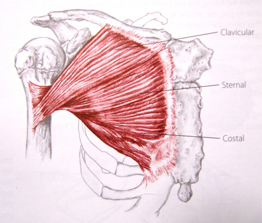 Stretch for Pectoralis Major - Dr. Natasha Hayden - Montreal Chiropractor